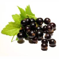 Stay Currant – Silver Rill Berry Farm