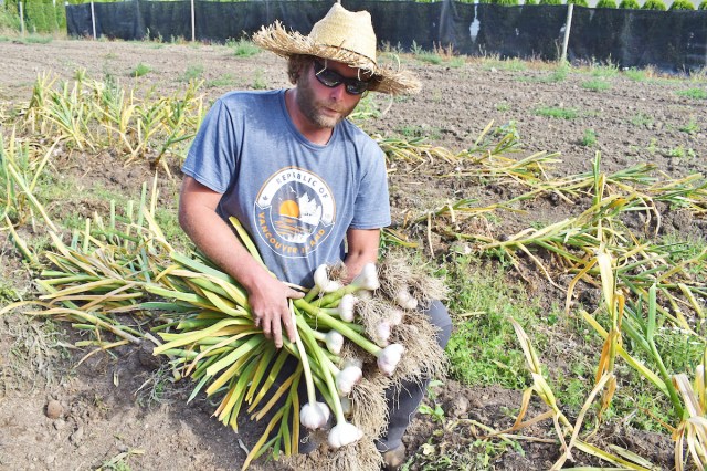 Stay Currant – Silver Rill Berry Farm